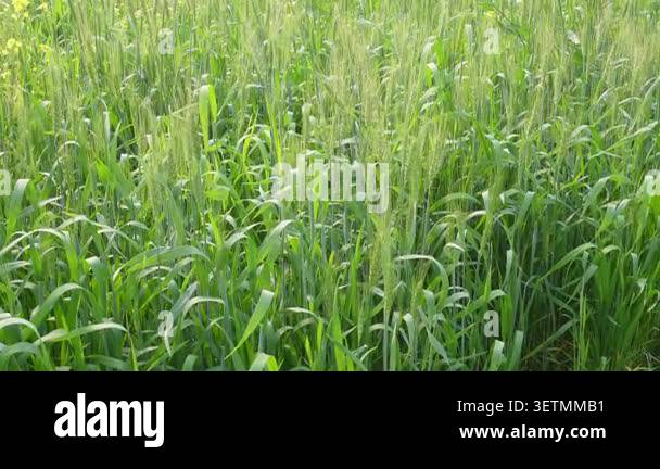Vibrant Lush Green Wheat Field with Towering Stalks Stock Video Footage ...
