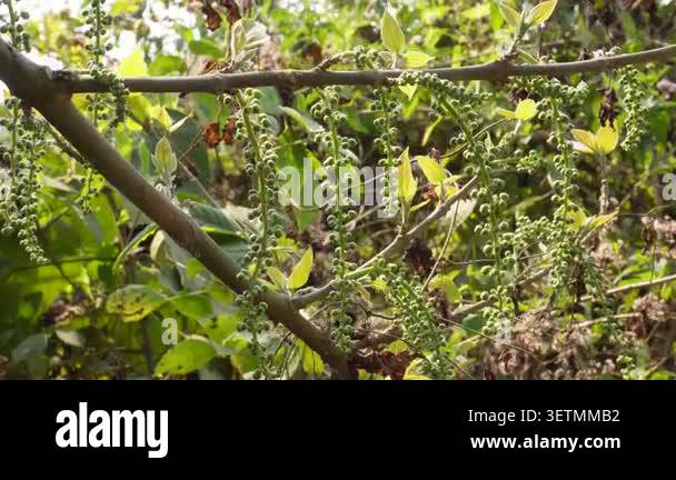 Tree branch with hanging clusters of green buds Stock Video Footage - Alamy