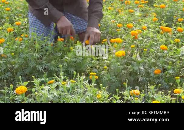 Harvesting Marigold Flowers in Bloom Stock Video Footage - Alamy