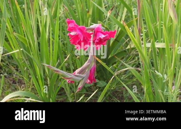Pink Gladiolus Blooming in Tall Green Grass Stock Video Footage - Alamy