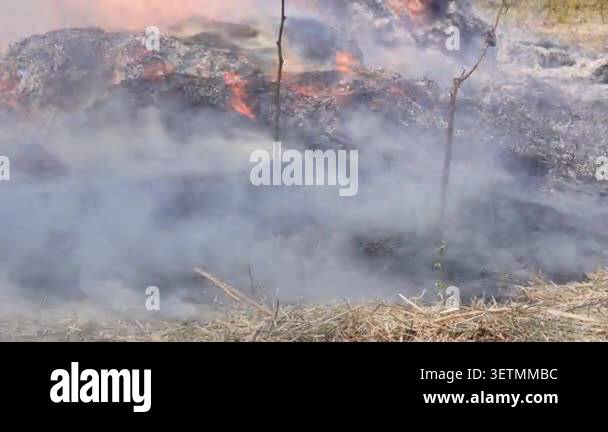 Large outdoor fire burning vegetation with smoke Stock Video Footage ...