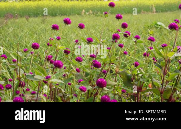 Purple globe amaranth blooming vibrantly in sunny meadow Stock Video ...