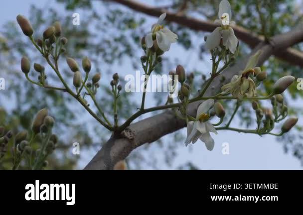 Moringa tree branch with clusters of white flowers Stock Video Footage ...
