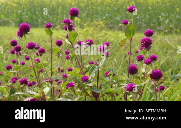 Vibrant Purple Globe Amaranth Blooming in Lush Field Stock Video ...