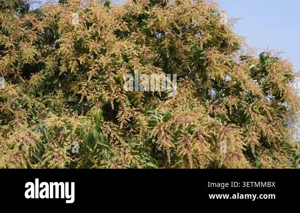 Mango Tree in Full Bloom with Yellow-Pink Flowers Stock Video Footage ...