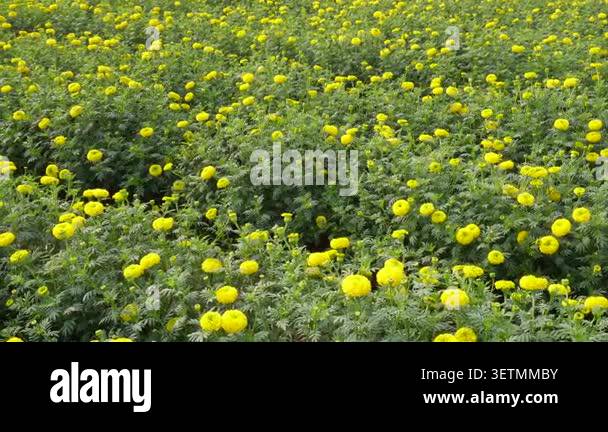 Yellow Marigold Flowers Blooming in Lush Field Stock Video Footage - Alamy