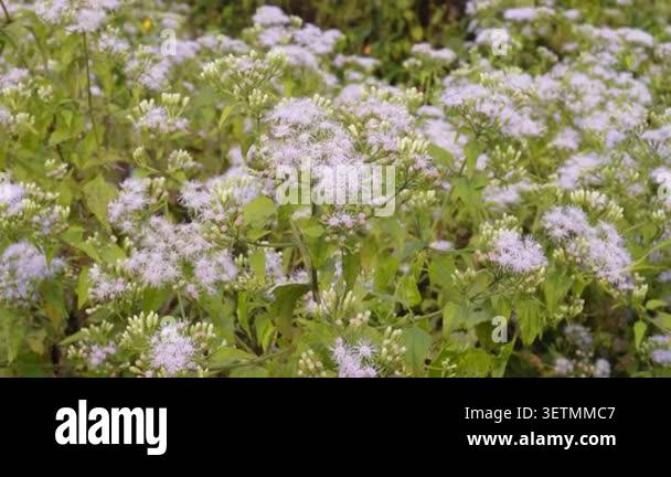 Blooming Siam Weed Wildflowers in Lush Green Field Landscape Stock ...