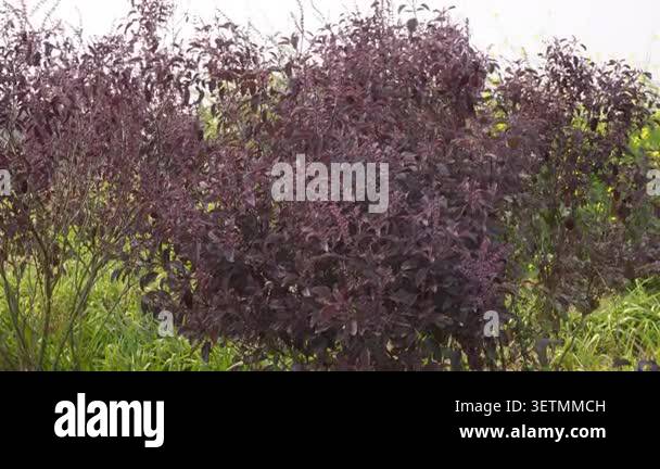 Purple Basil Bush in Garden Setting with Lush Foliage Stock Video ...