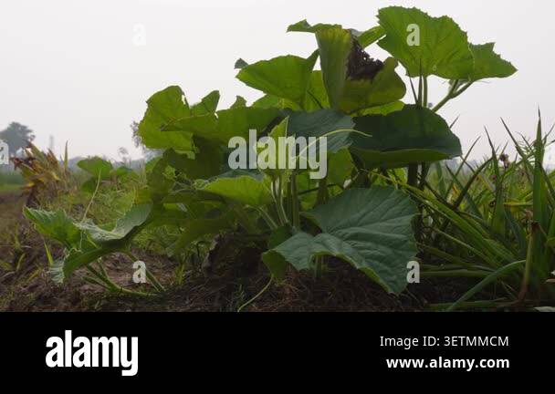 Lush Bottle Gourd Leaves in Field Stock Video Footage - Alamy