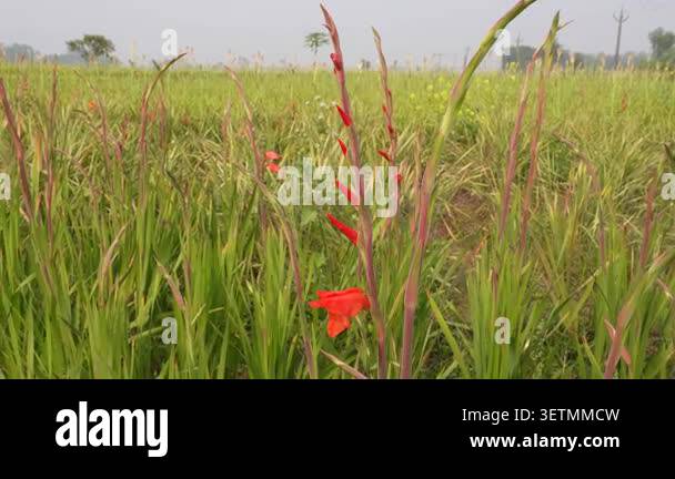 Red Gladiolus Flowers Blooming in Tall Grass Field Stock Video Footage ...