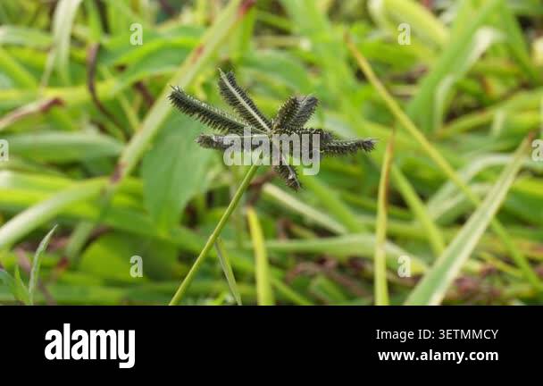 Closeup of Chloris barbata or Swollen Fingergrass Seed Head in Natural ...