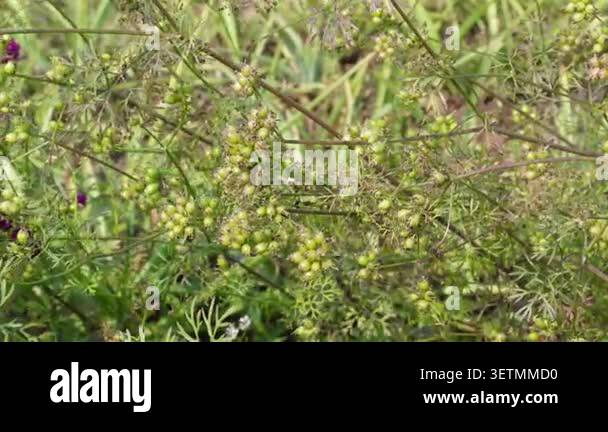 Green coriander plant with seed pods growing in field Stock Video ...