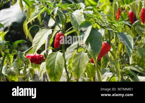 Ripe Red Chilies Hanging on Pepper Plant Stock Video Footage - Alamy