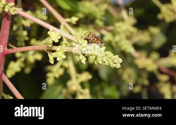 Bee Collecting Nectar from Yellow-Green Flowers Stock Video Footage - Alamy