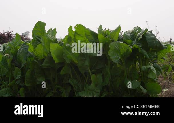 Cluster of Taro Plants are growing with its huge leaves Stock Video ...