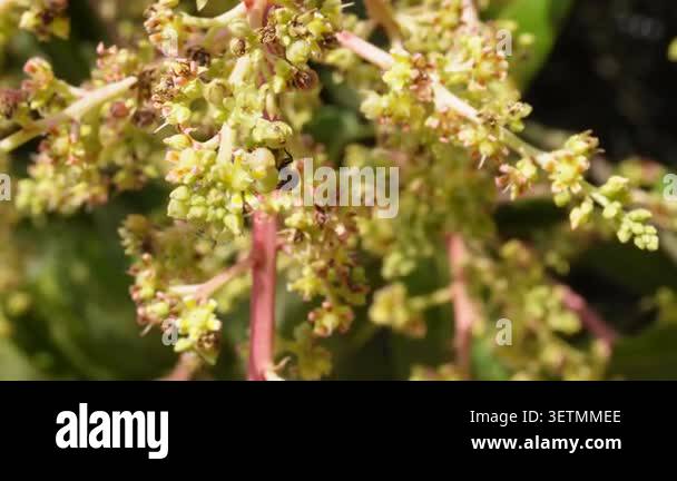Metallic Blue Green Fly on Yellow-Green Blossoms Stock Video Footage ...