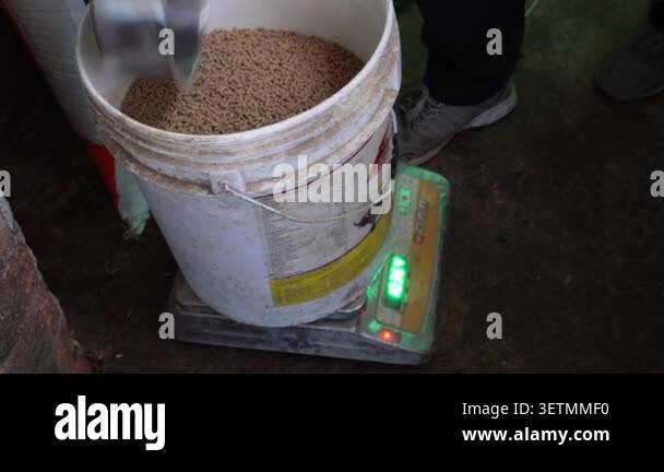 Bucket of Pellets on Digital Weighing Scale Stock Video Footage - Alamy