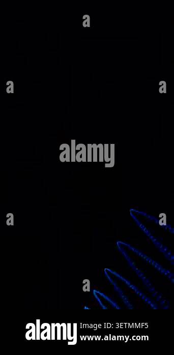 Blue swirling glowing pattern of curved lines on black background ...