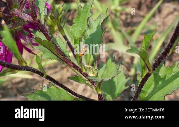 Purple Flower Plant with Beetle Larva Stock Video Footage - Alamy