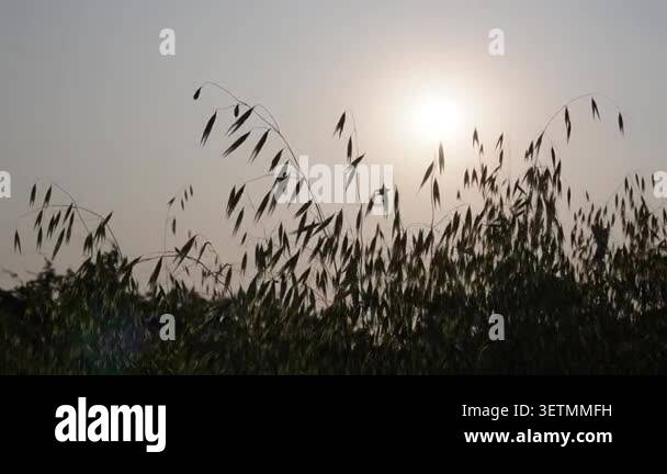 Golden Oat Silhouettes Glowing in Sunset Breeze Stock Video Footage - Alamy