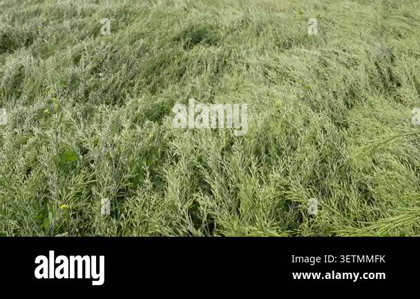Vibrant Green Mustard Field Bursting with Blossoms Stock Video Footage ...