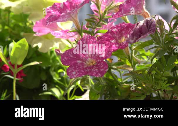 Beautiful Pink Petunia Flowers with White Speckles in a Summer Balcony ...