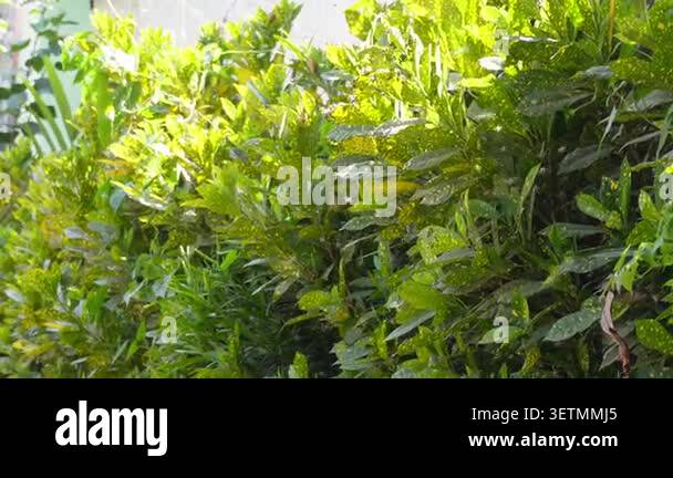 Cluster of Variegated Green and Yellow Leaves Stock Video Footage - Alamy