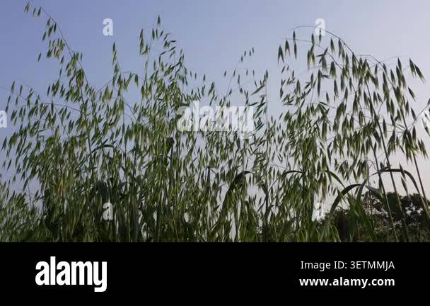 Wild Oat Grass Silhouettes Swaying Under Clear Evening Sky Stock Video ...