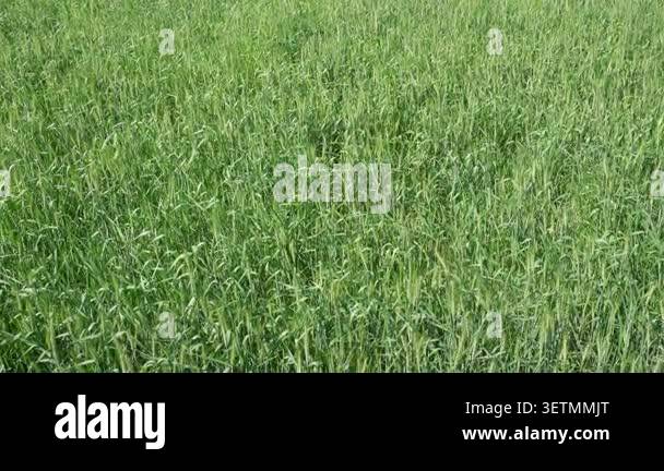 Dense Green Agricultural Field with Crops Stock Video Footage - Alamy