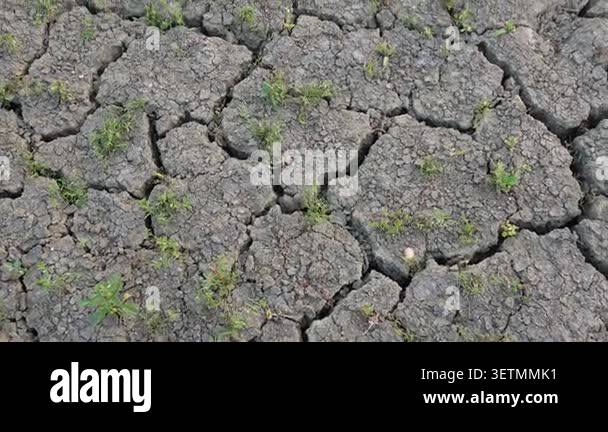 Cracked Dry Soil Texture with Emerging Green Sprouts in Arid Landscape ...