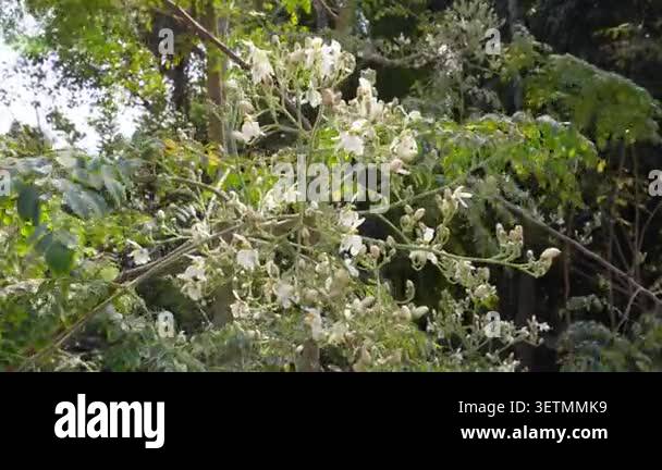 Moringa Tree with White Blossoms and Pink Buds in Lush Foliage Stock ...