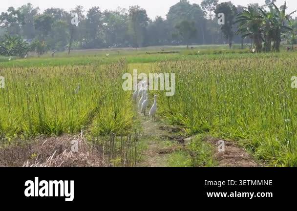 White Birds Standing Along Path in Rice Field Stock Video Footage - Alamy