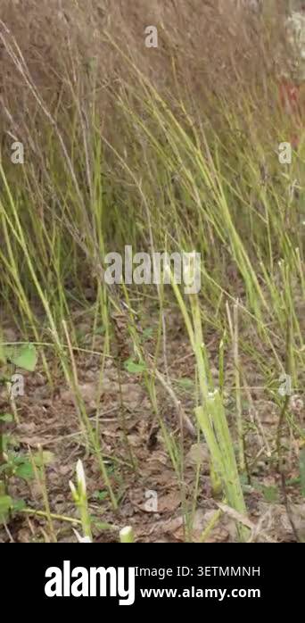 Farmer Harvesting Crops with Hand Tool Stock Video Footage - Alamy