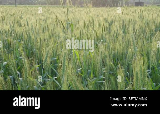 Green Wheat Field with Young Immature Heads Swaying in Natural Light ...