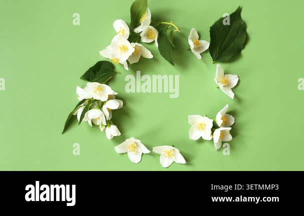 fresh spring jasmine flowers with spacious green copy space Stock Video ...