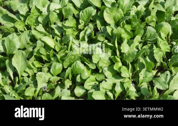 Dense Spinach Field Close Up Stock Video Footage - Alamy
