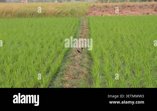 Rice Field with Dirt Path and Bird Stock Video Footage - Alamy