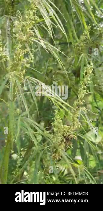 Hemp Plant with Leaves and Flowers Stock Video Footage - Alamy
