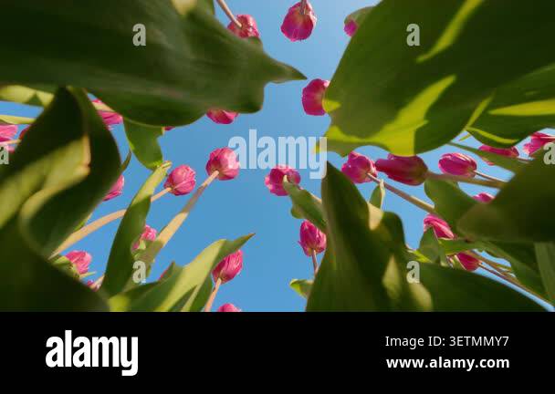 Pink tulip flowers against clear blue sky low angle view Stock Video ...
