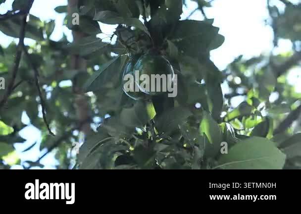 Green ripe avocados fruits hanging on avocado trees plantation Stock ...