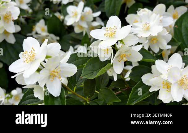 Close up footage of elegant white jasmine flowers blooming among lush ...