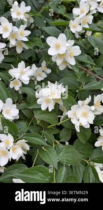 Beautiful White Jasmine Flowers Swaying in Summer Garden. Jasmine tea ...