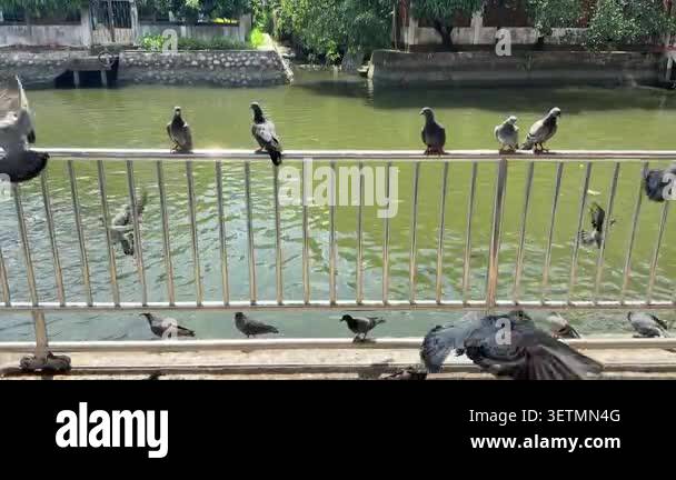 Groups of Pigeons sit on the railing by the river. Some birds are ...