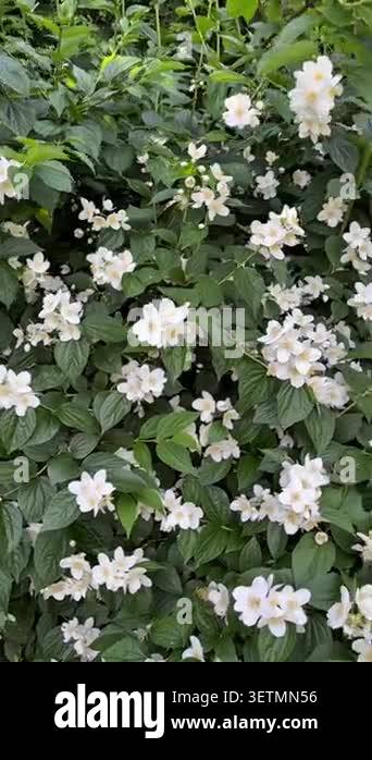 White Jasmine Flowers Blooming in Garden with Green Leaves Background ...