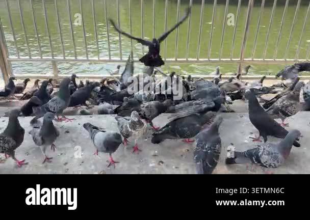 Pigeons gather near the water at a park. They feed and interact with ...
