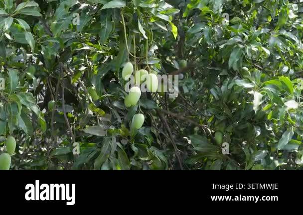 A bunch of green mango exposed by morning sunlight hanging on a tree in ...