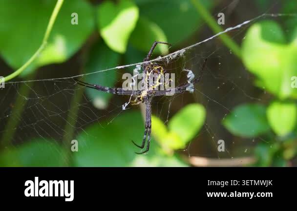 Black and yellow Wasp Spider in the web with dew drops. The Spider set ...