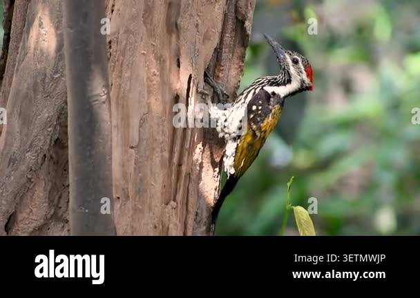 A beautiful black- rumped flameback Woodpecker is searching food on the ...