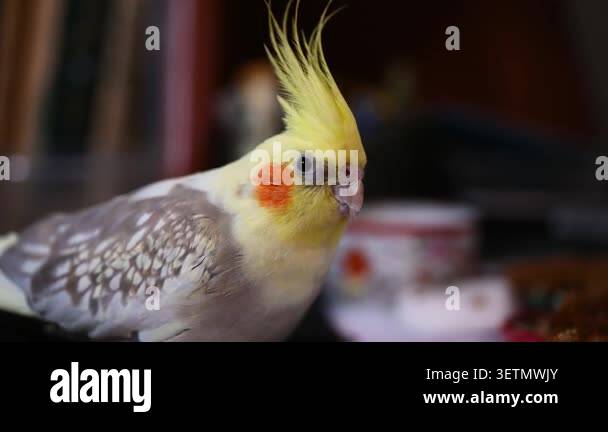 A close-up view of a cockatiel parrot with a yellow crest and orange ...