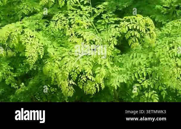 Vibrant green leaves of the Moringa plant. The fast- growing deciduous ...